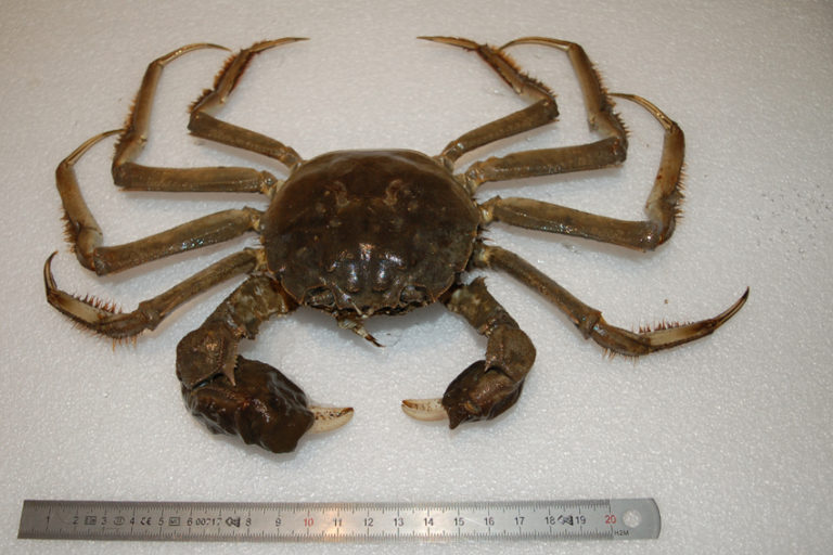 ESPECE INVASIVE – LE CRABE CHINOIS | Sathoan